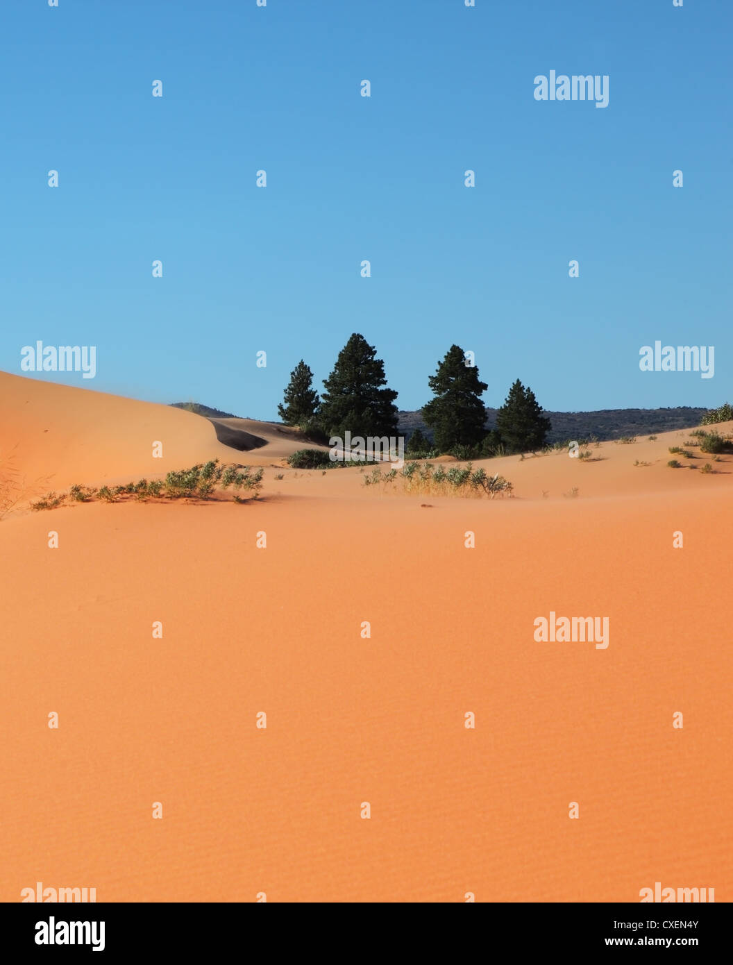 The small fur-trees Stock Photo - Alamy