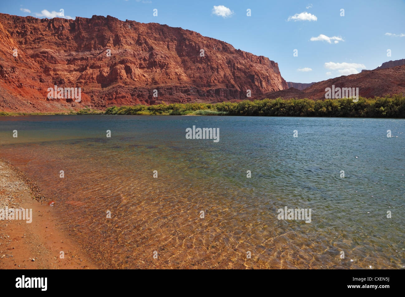 Colorado river wildlife hi-res stock photography and images - Alamy