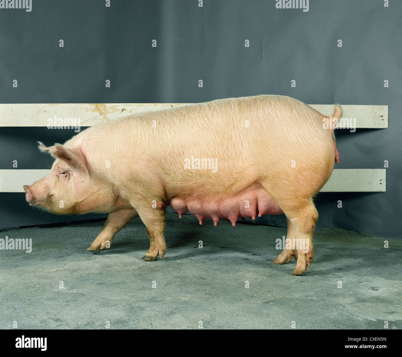 GOOD QUALITY YORKSHIRE SOW / LANCASTER COUNTY, ELIZABETHTOWN ...