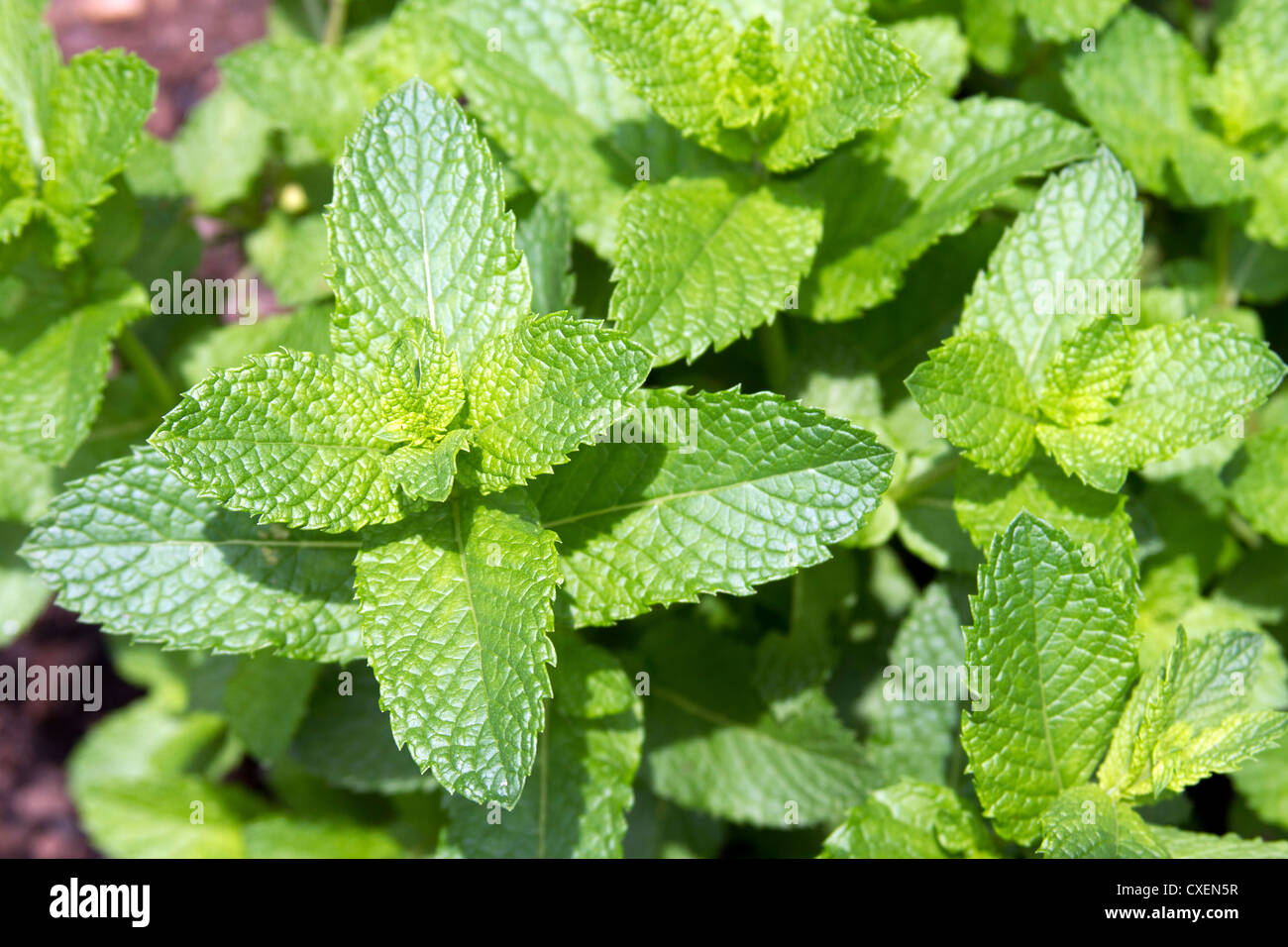 Garden mint plant hi-res stock photography and images - Alamy