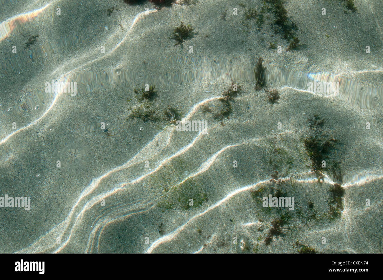 Ripples in sunlight on shallow seawater over shell derived sand with ...