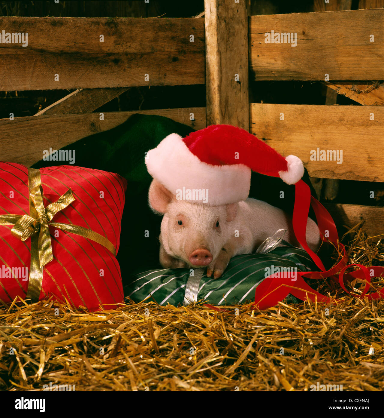 5 WEEK OLD, 20 LB PIG WEARING SANTA HAT RESTING ON PRESENTS / STUDIO ...