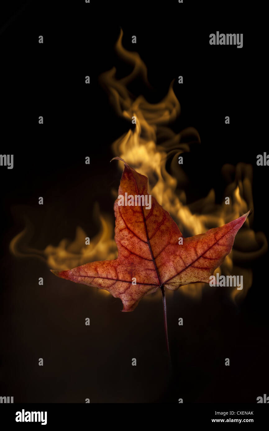 Burnt yellow autumn hi-res stock photography and images - Alamy