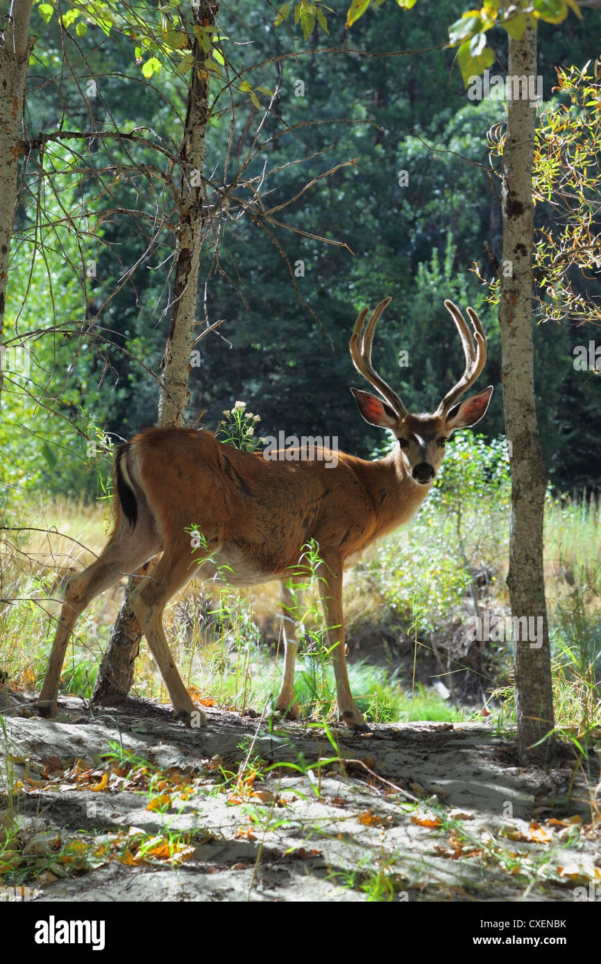 This charming little deer Stock Photo - Alamy