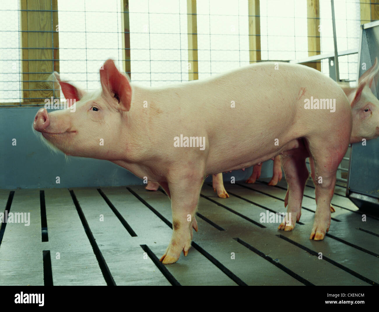 Market weight hog hi-res stock photography and images - Alamy