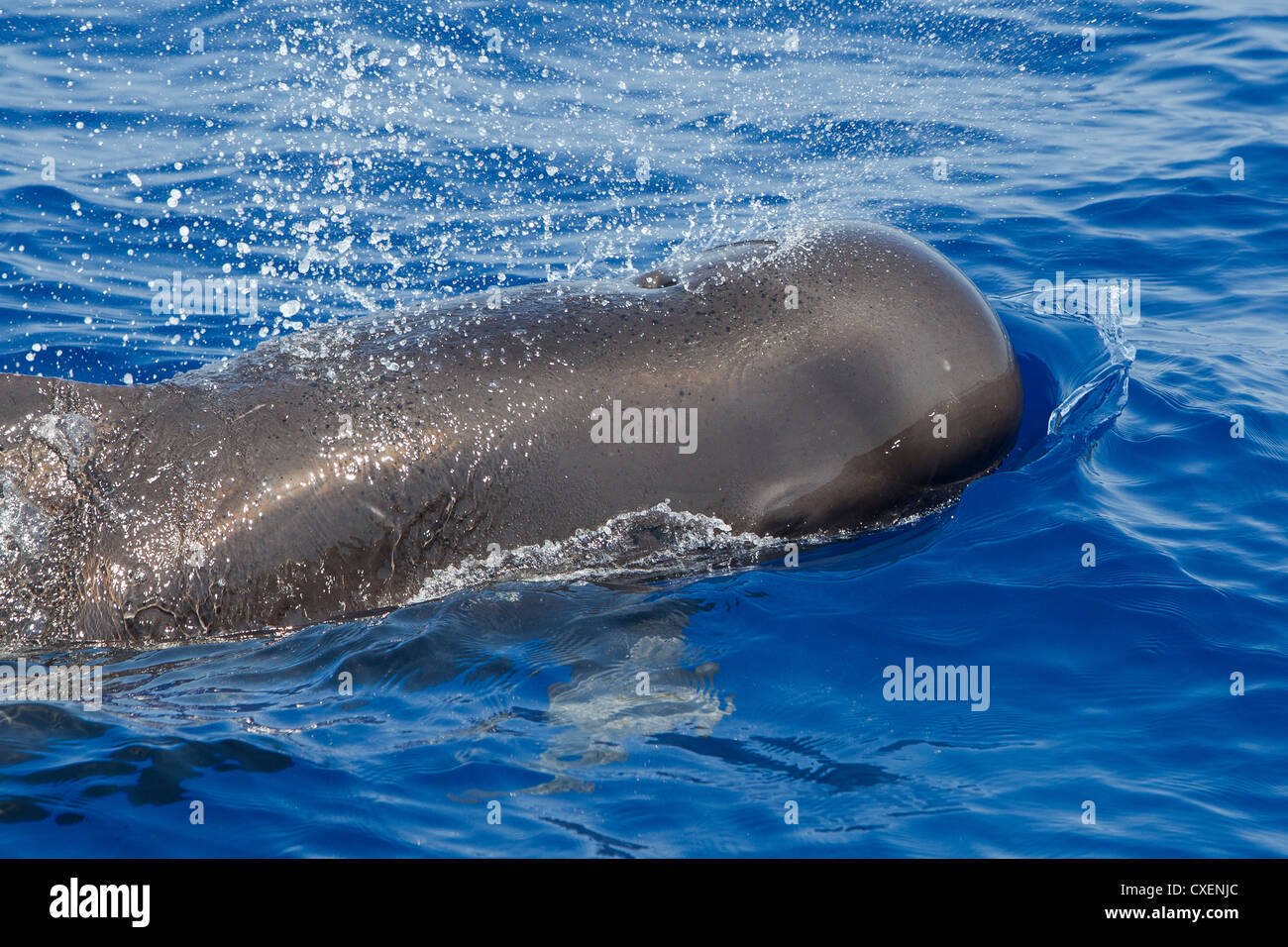 Short-finned Pilot Whale, Globicephala macrorhynchus, Indischer ...