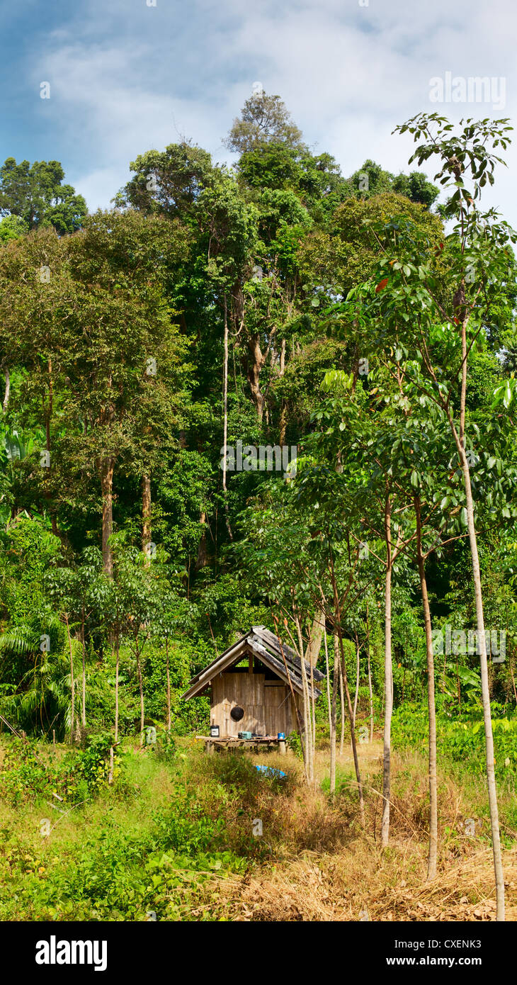 Thai , jungle , dry season hi-res stock photography and images - Alamy