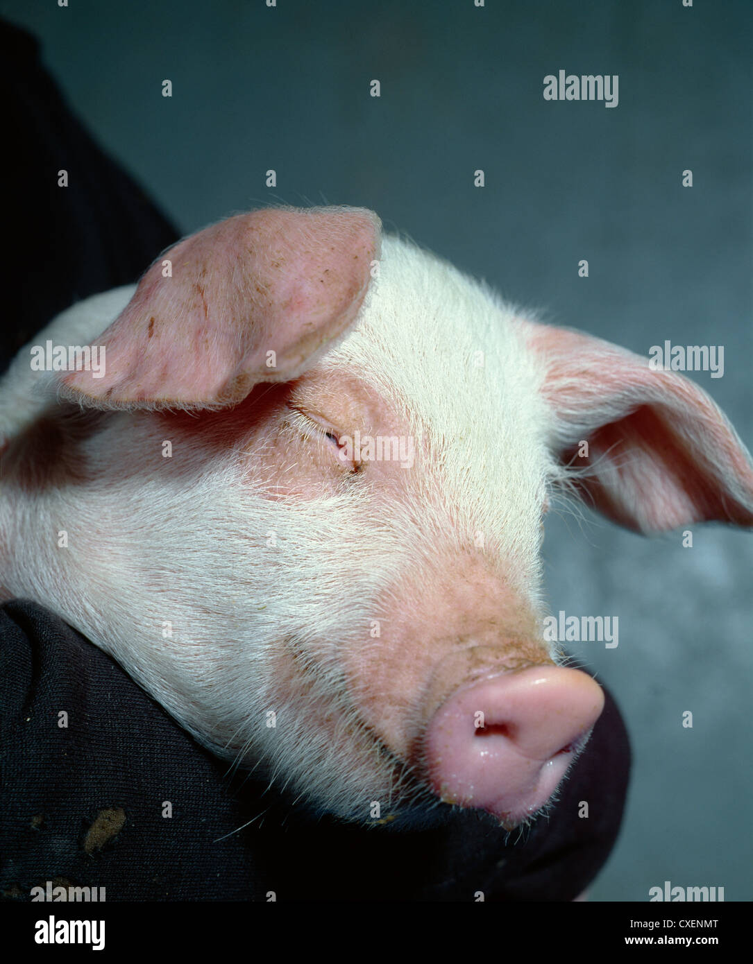 YORKSHIRE HAMPSHIRE SOW Stock Photo - Alamy
