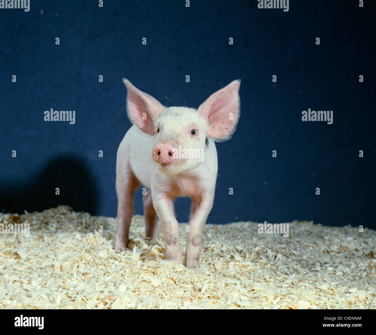 CLOSE-UP OF 6 WEEK, 30 LB. YORKSHIRE-LANDRACE PIG / STUDIO Stock Photo ...