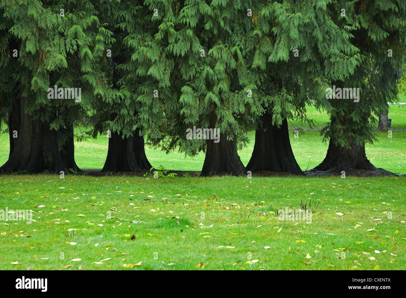 Grass and trees Stock Photo - Alamy