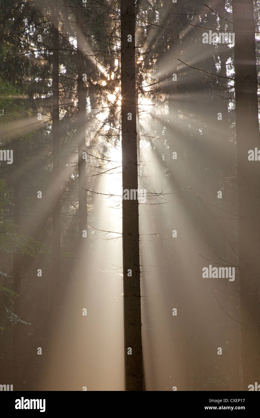 Sunbeam forest hi-res stock photography and images - Alamy