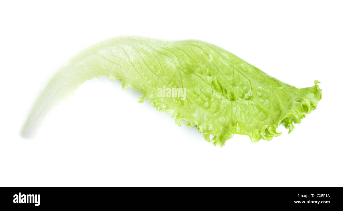 Kitchen lettuce Cut Out Stock Images & Pictures - Alamy