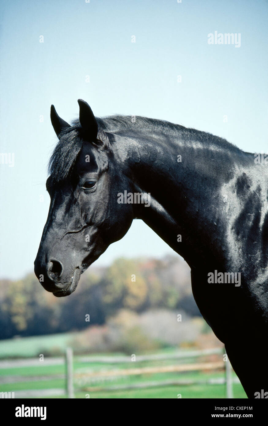 Trakehner horse hi-res stock photography and images - Alamy