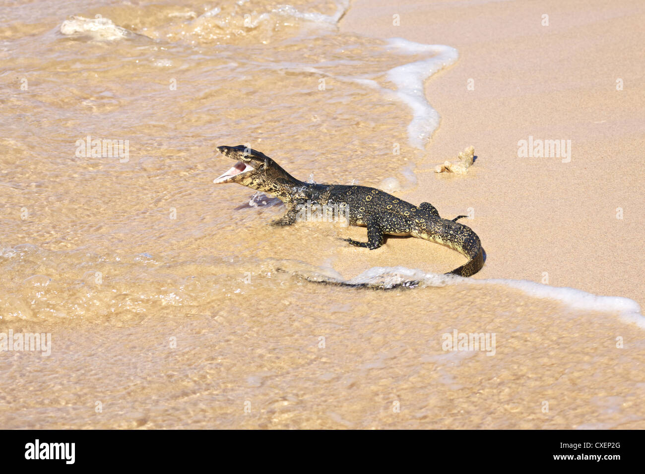 Heath Monitor High Resolution Stock Photography and Images - Alamy