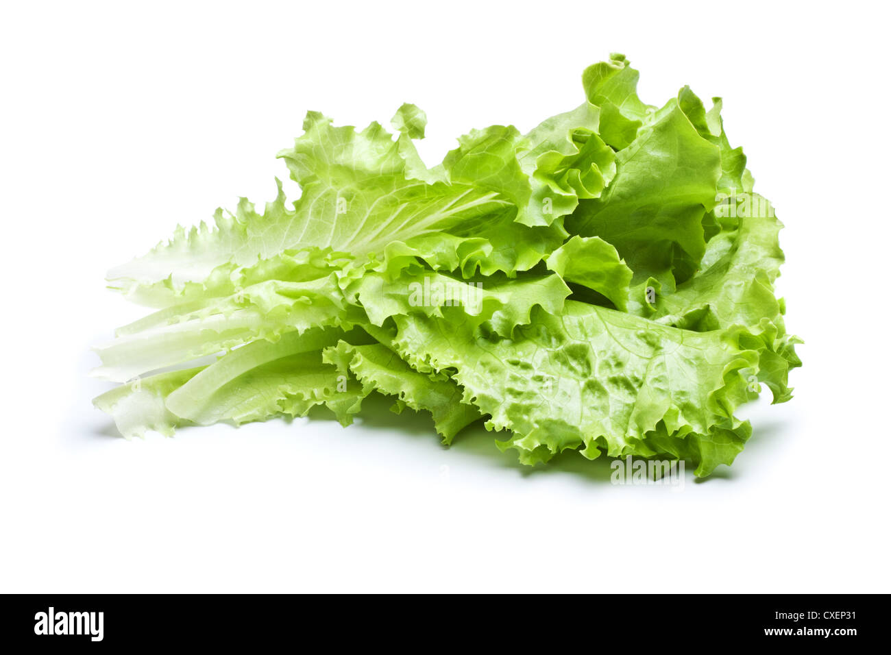 Green lettuce water Cut Out Stock Images & Pictures - Alamy