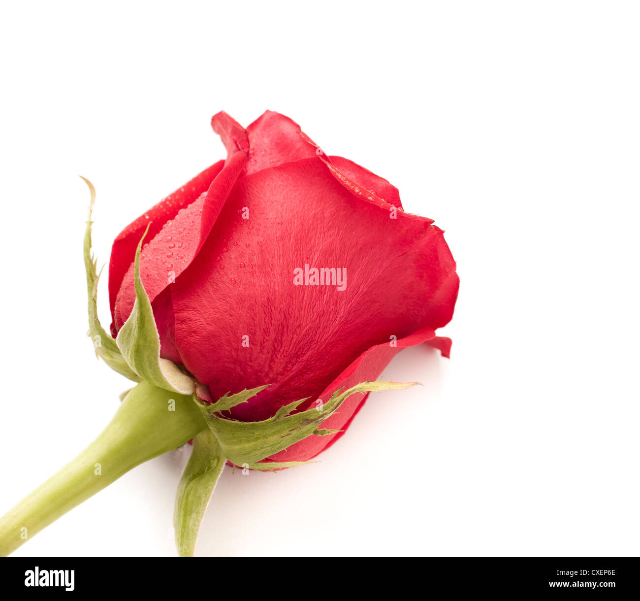 Red Rose Bud Stock Photo - Alamy