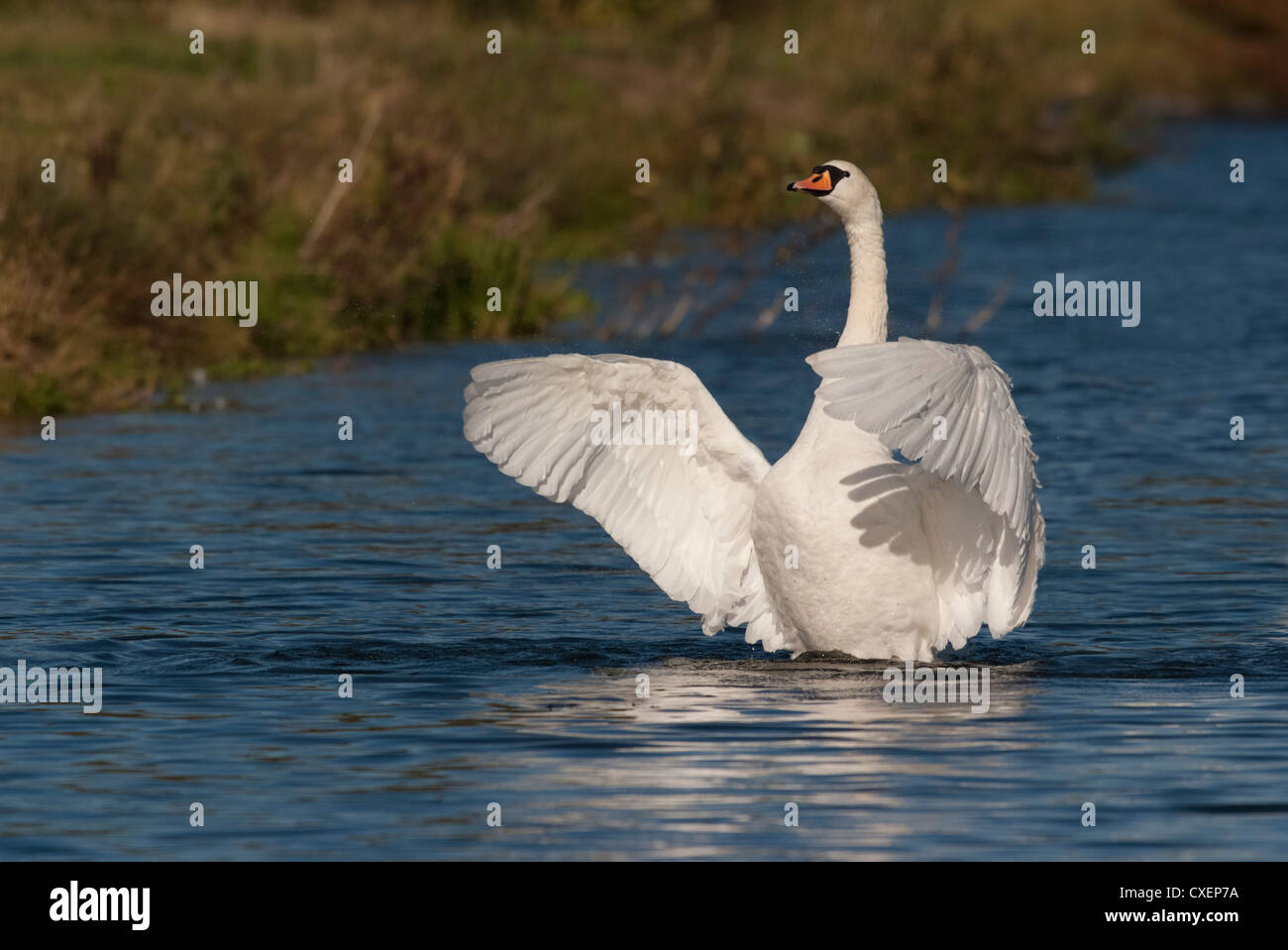 Swan flapping wings hi-res stock photography and images - Alamy