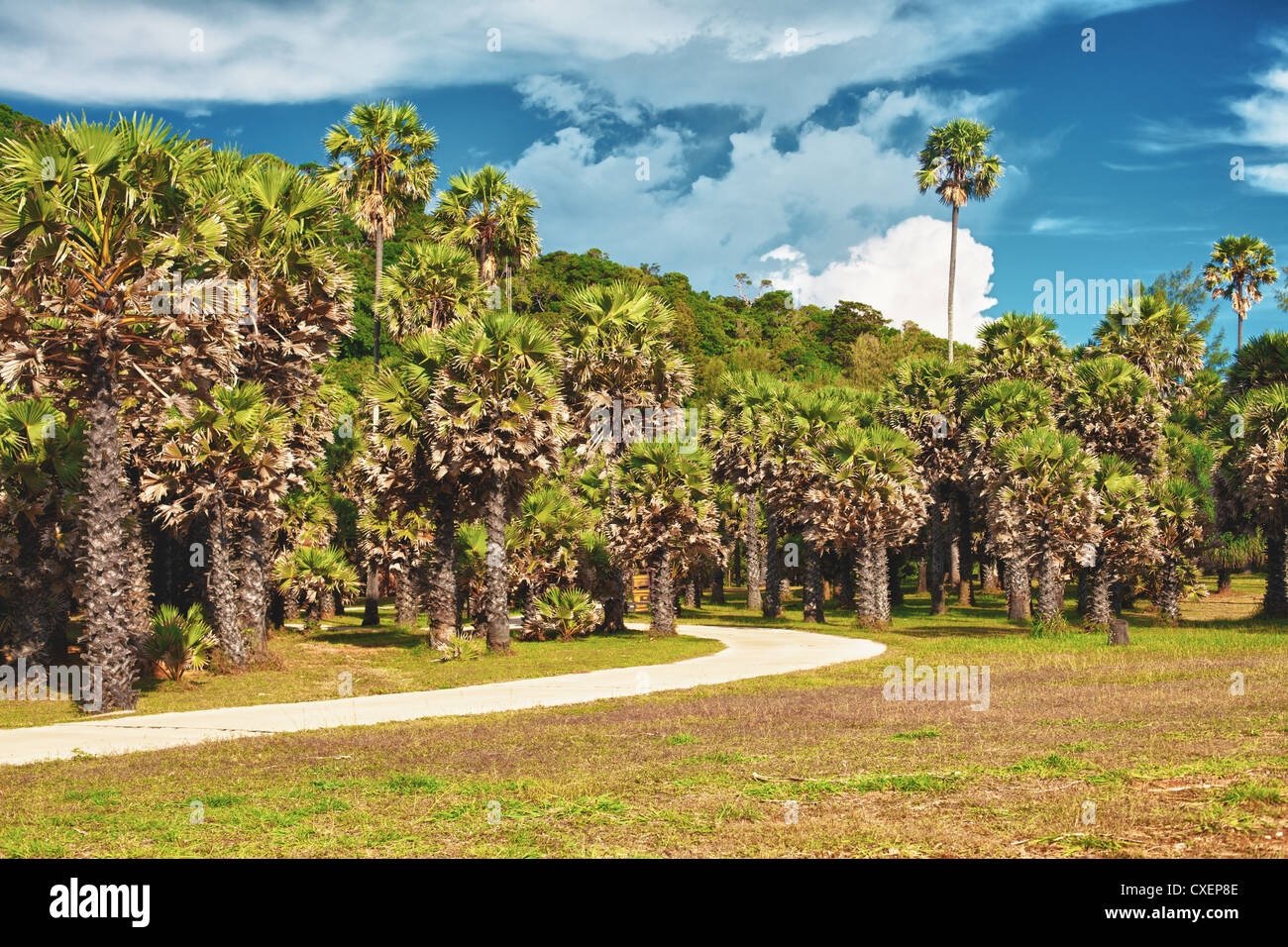 Ground jungle hi-res stock photography and images - Alamy
