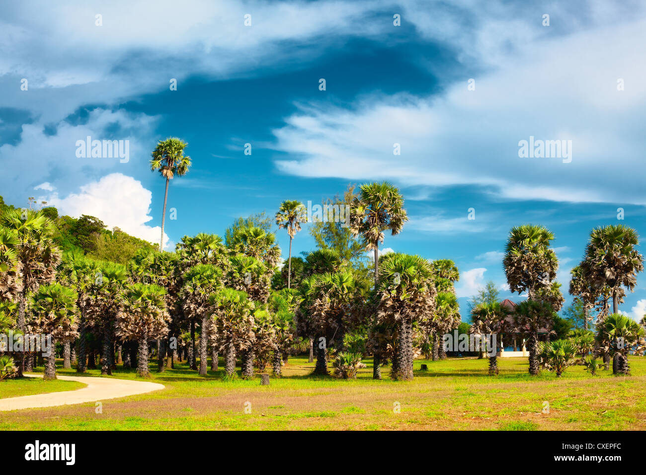 Jungle path sky hi-res stock photography and images - Alamy