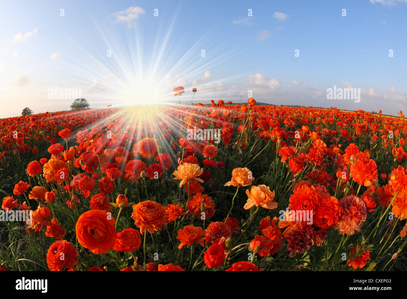 Toy sun and flowers Stock Photo - Alamy