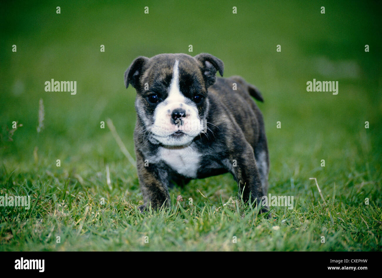 Tiny baby bulldog hi-res stock photography and images - Alamy