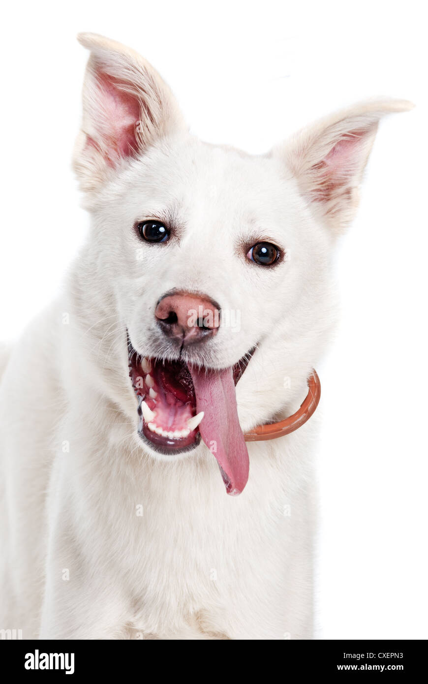 White dog look in camera on white background Stock Photo - Alamy