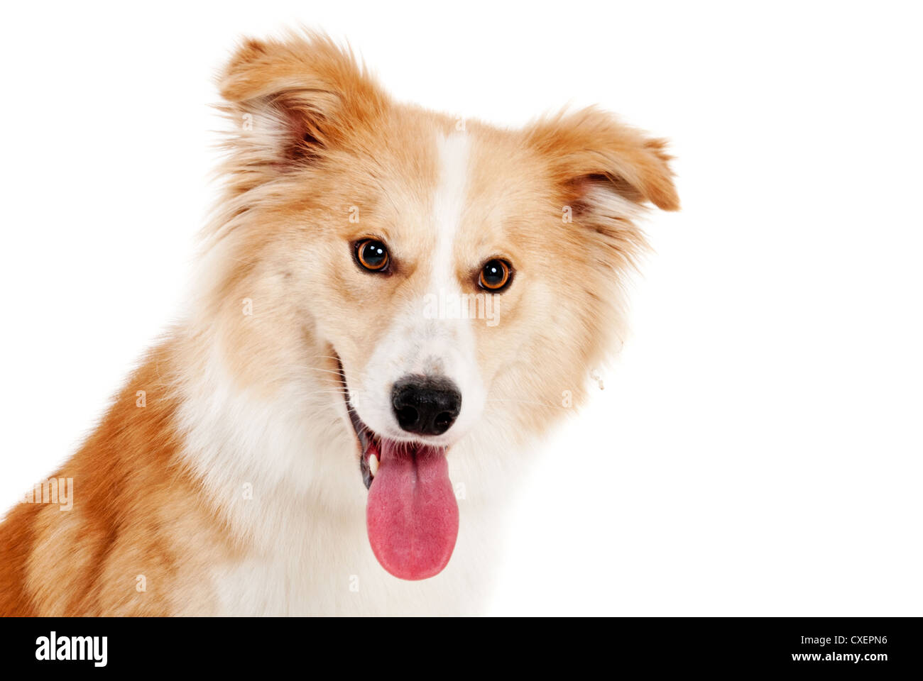 Red dog look in camera on white background Stock Photo - Alamy