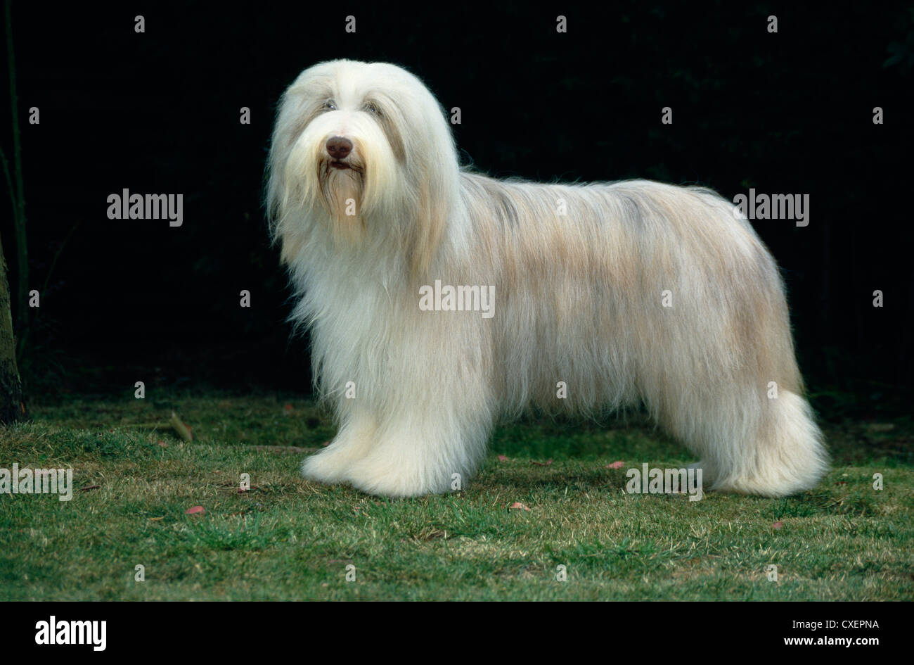 BEARDED COLLIE - FULL BODY, SIDE VIEW, STANDING / ENGLAND Stock Photo ...