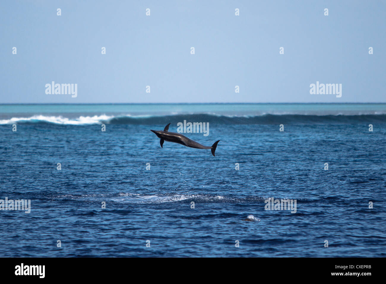Yellowfin tuna dolphin hi-res stock photography and images - Alamy