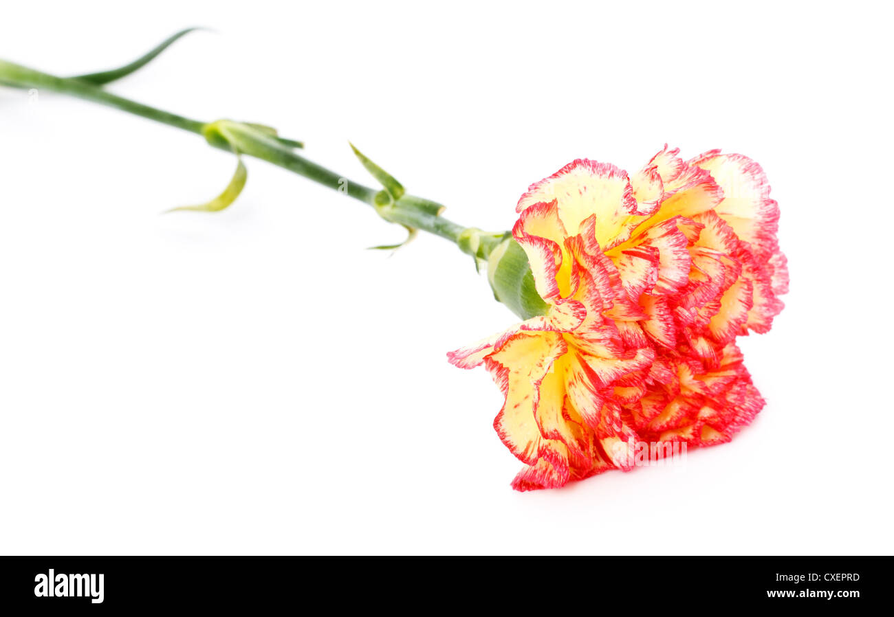 Pink and Yellow Carnation Stock Photo - Alamy