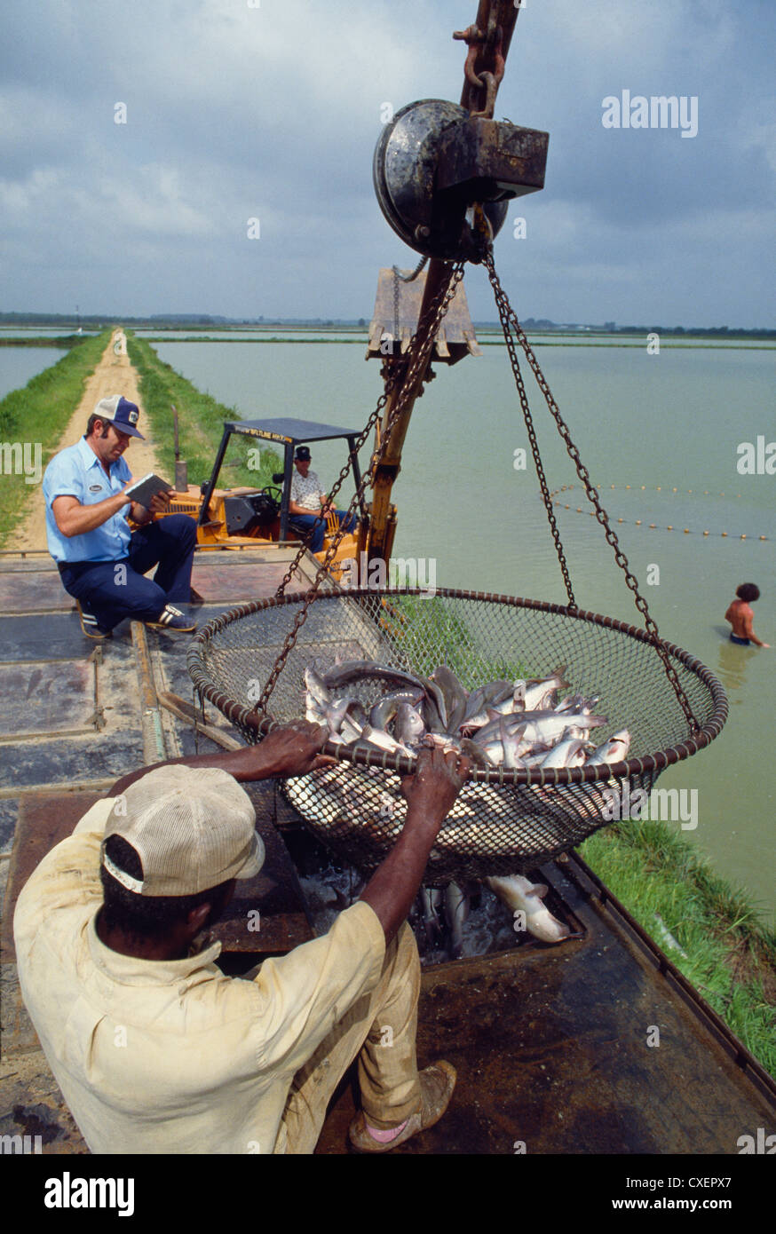 Catfish farm hi-res stock photography and images - Alamy