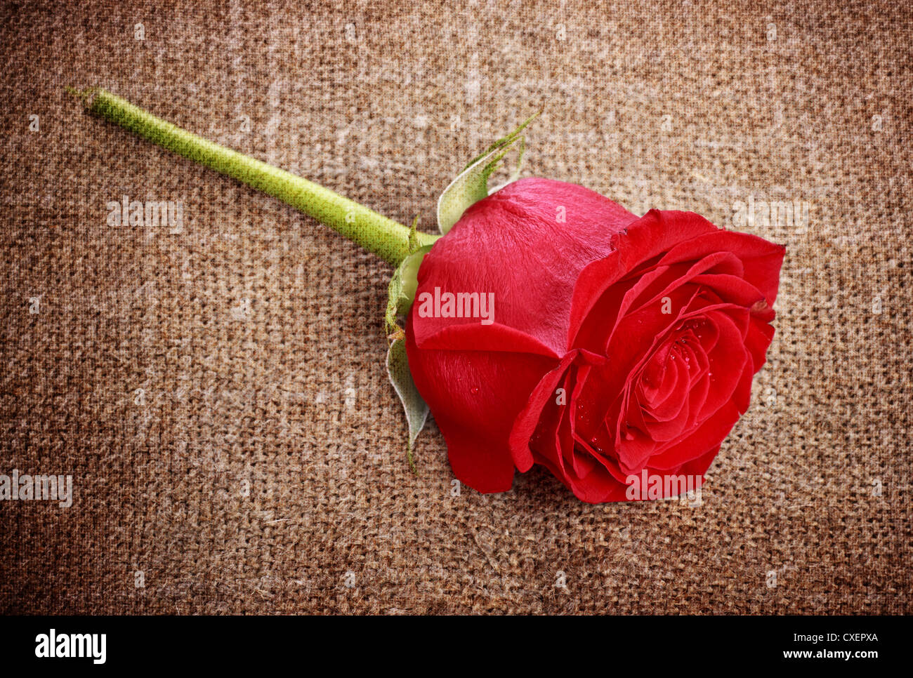 Vignette rose hi-res stock photography and images - Alamy
