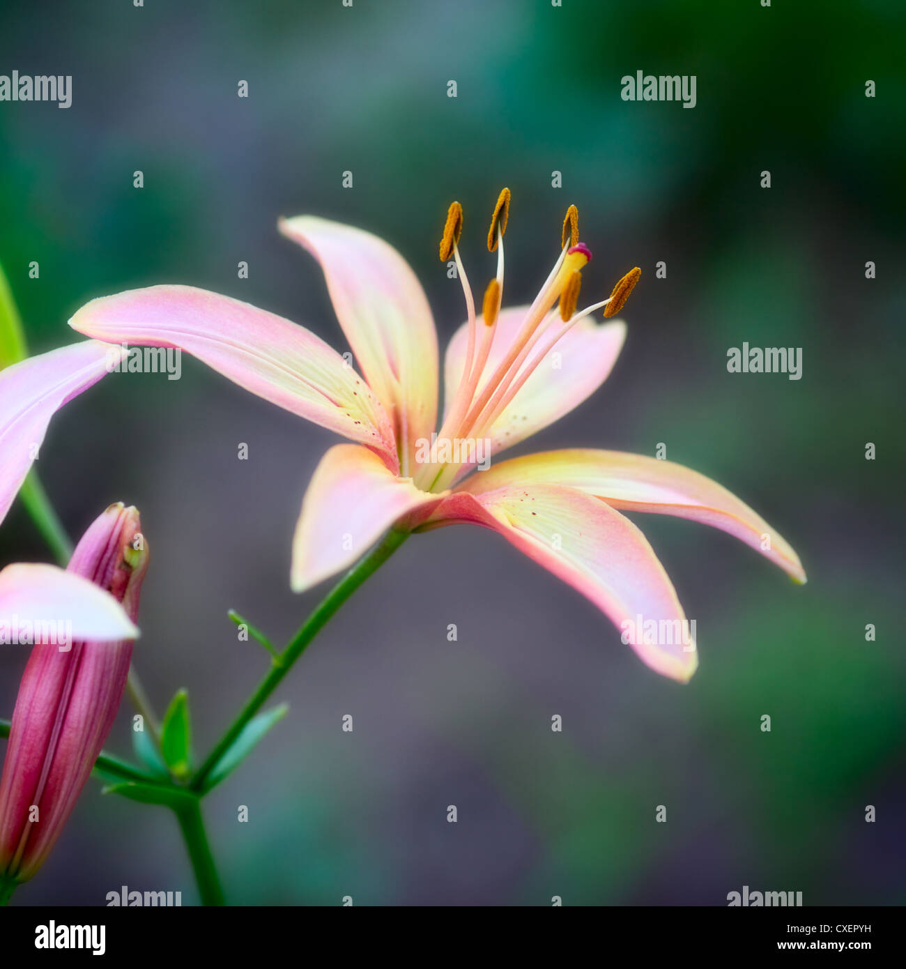 Square pink lily hi-res stock photography and images - Alamy
