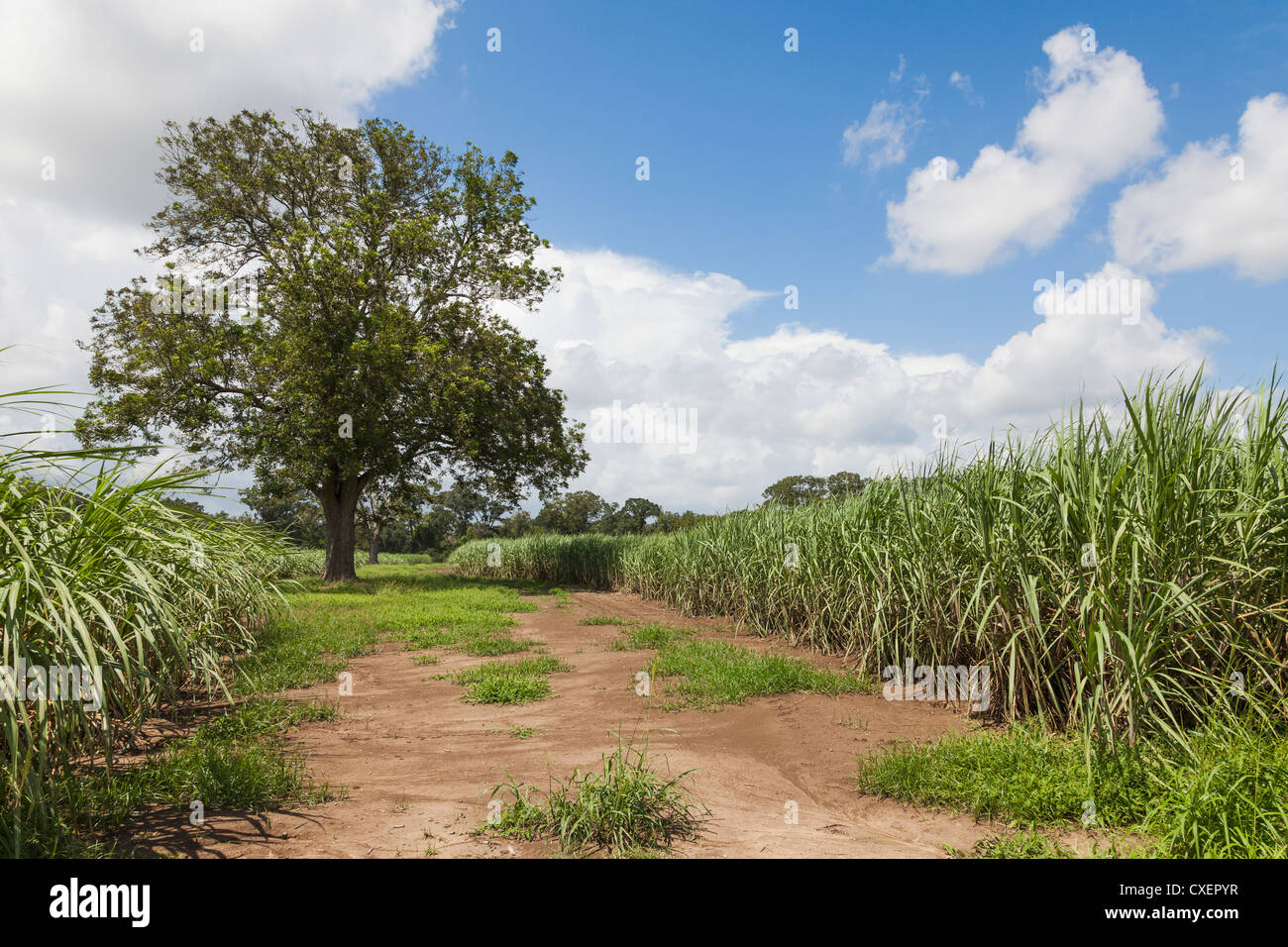 Louisiana sugar cane field hi-res stock photography and images - Alamy