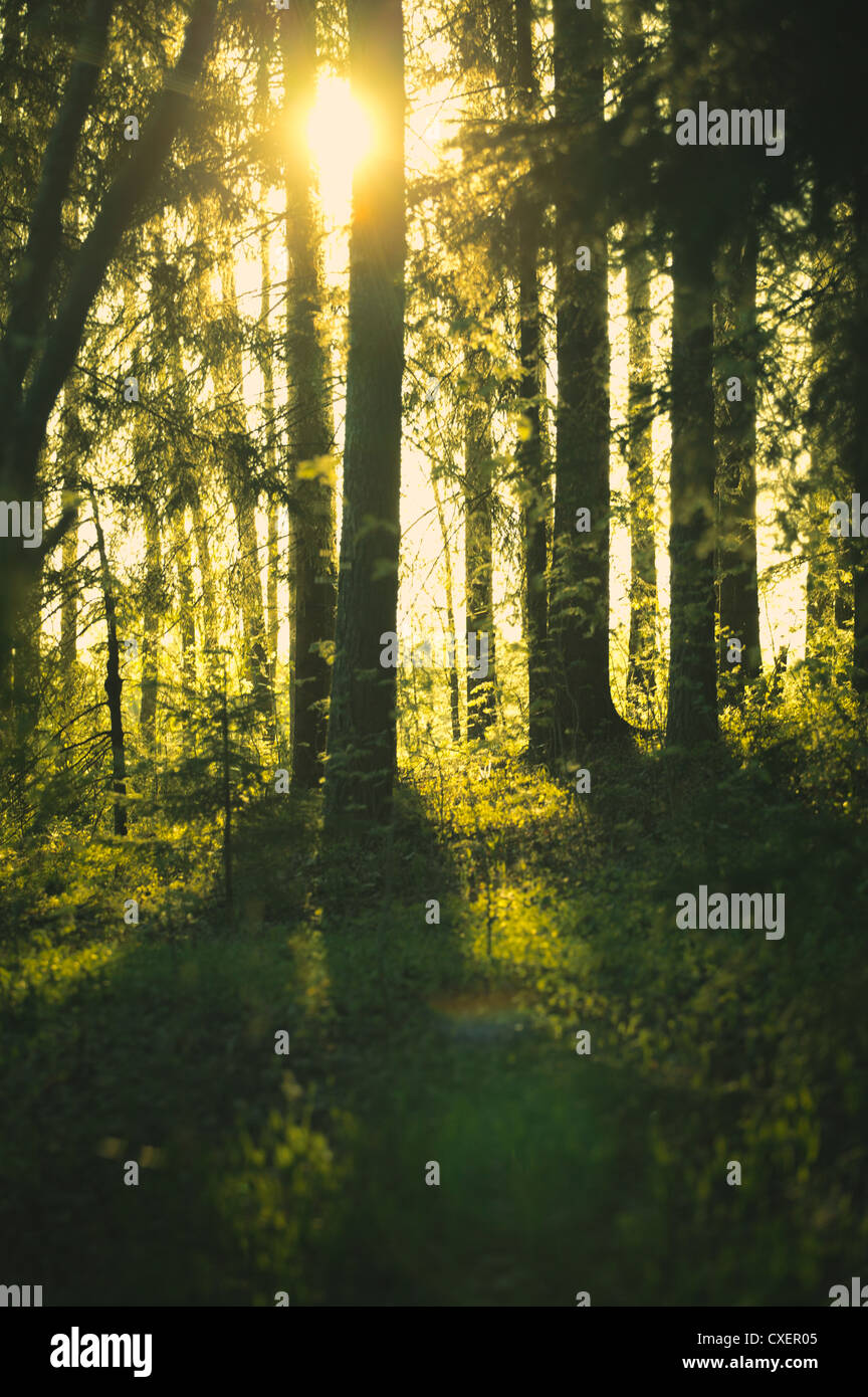Sunshine in Forest Stock Photo - Alamy
