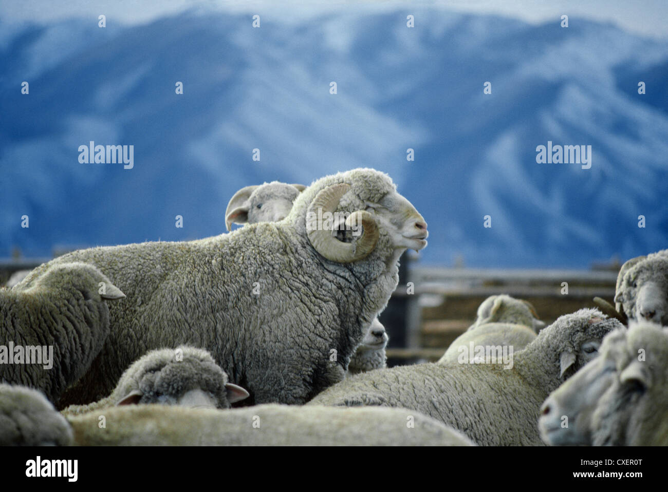 RAM / NEVADA Stock Photo - Alamy