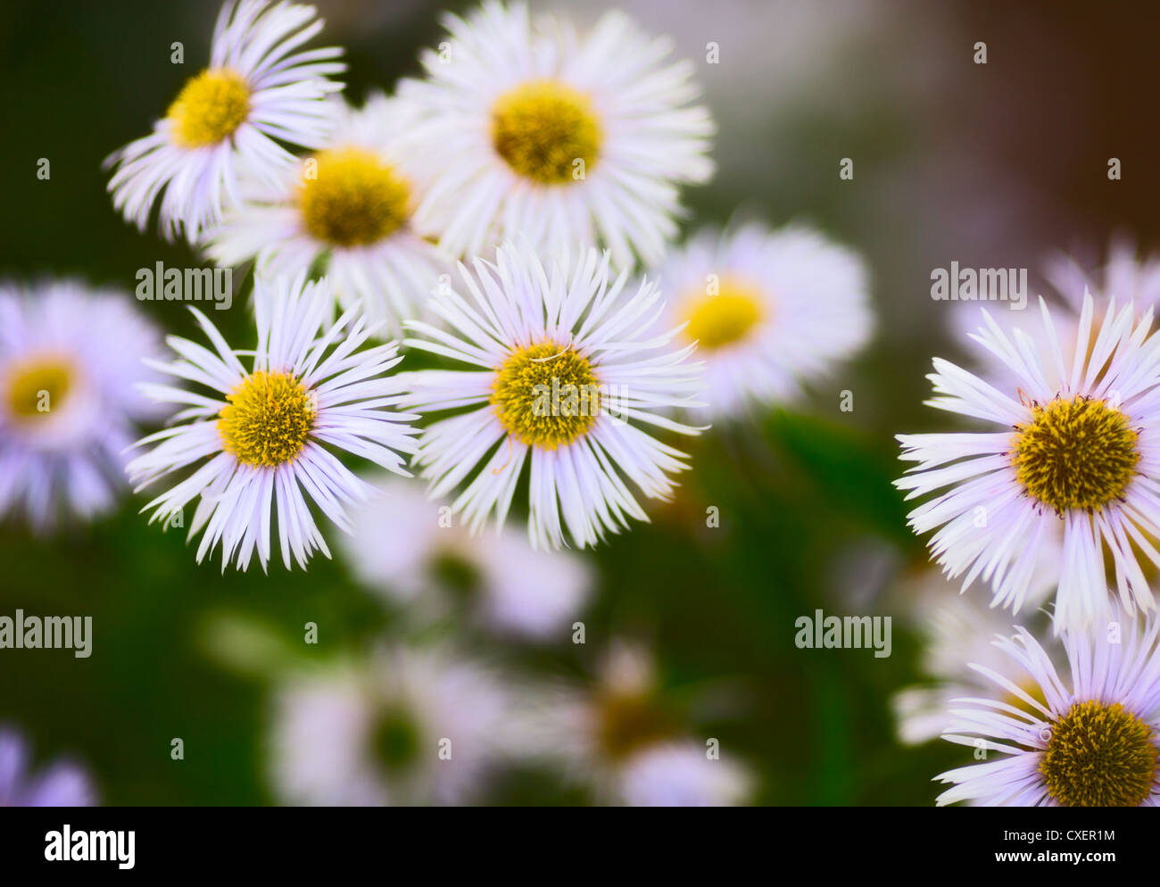 Erigeron Alpinus High Resolution Stock Photography and Images - Alamy