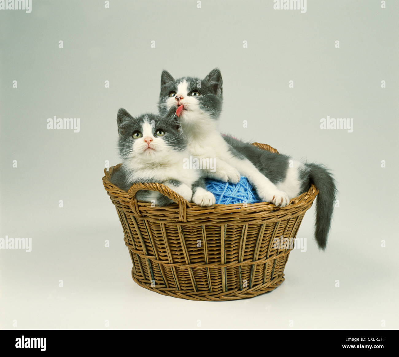 Kitties hi-res stock photography and images - Alamy