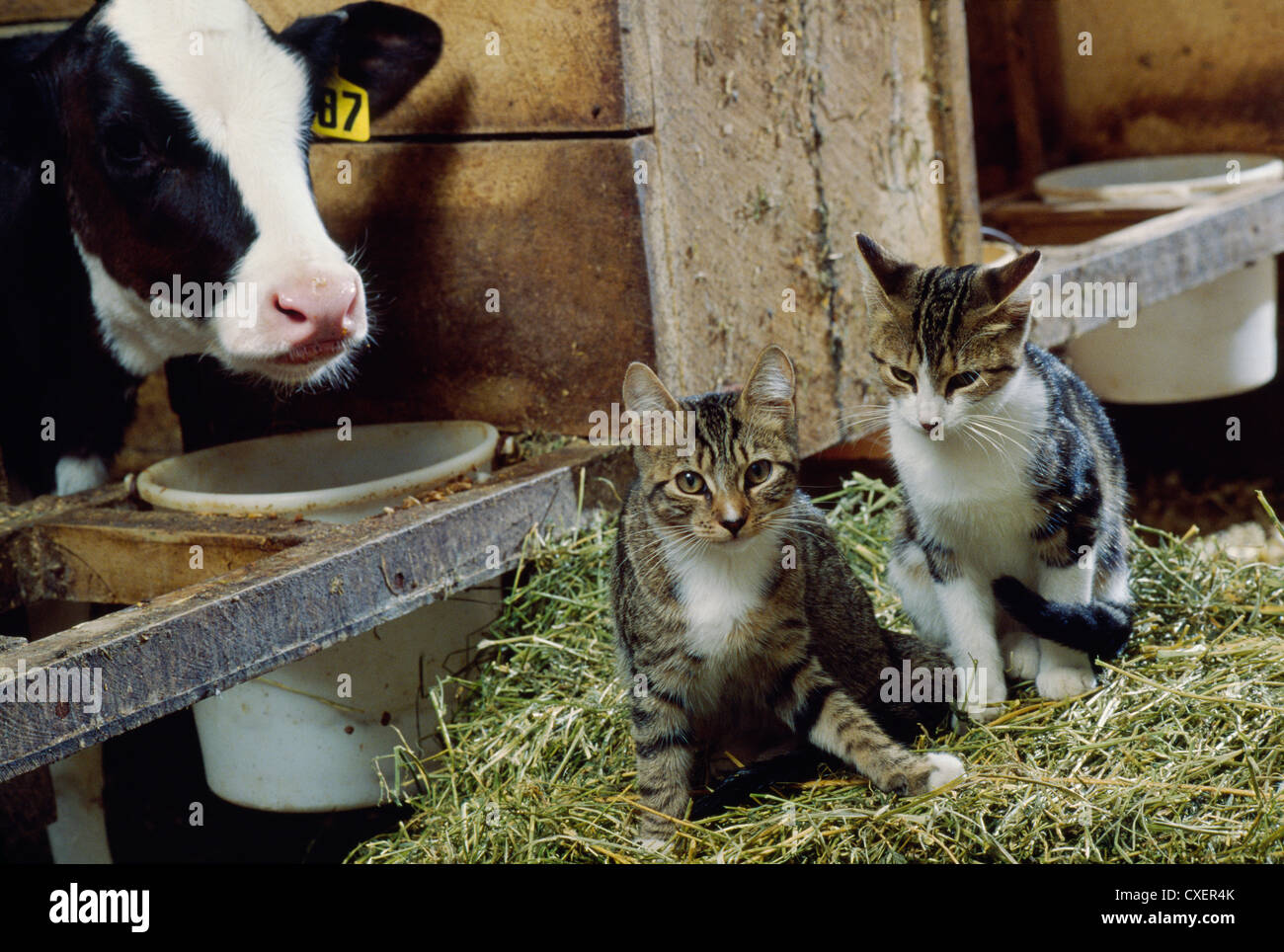 Tabby cats barn hi-res stock photography and images - Alamy