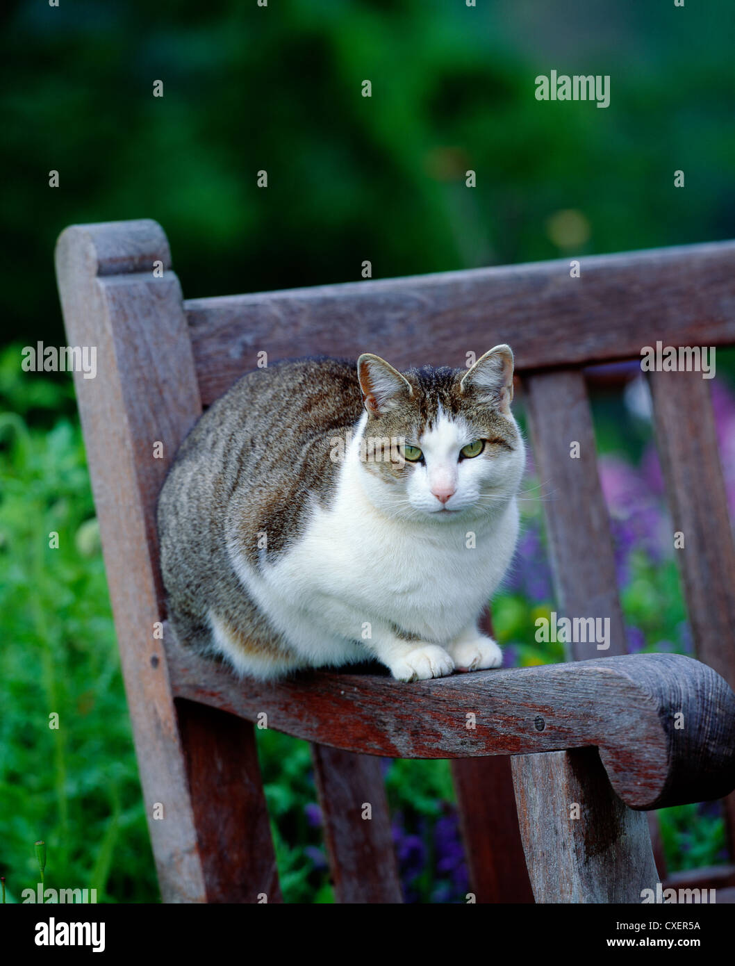 Cat on garden bench hi-res stock photography and images - Alamy