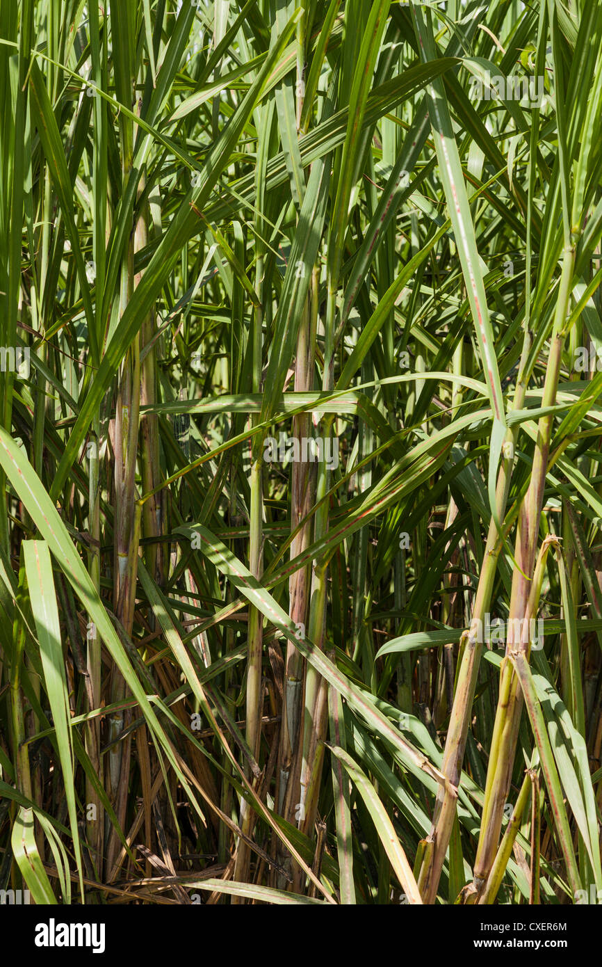 Sugar Cane Stalks