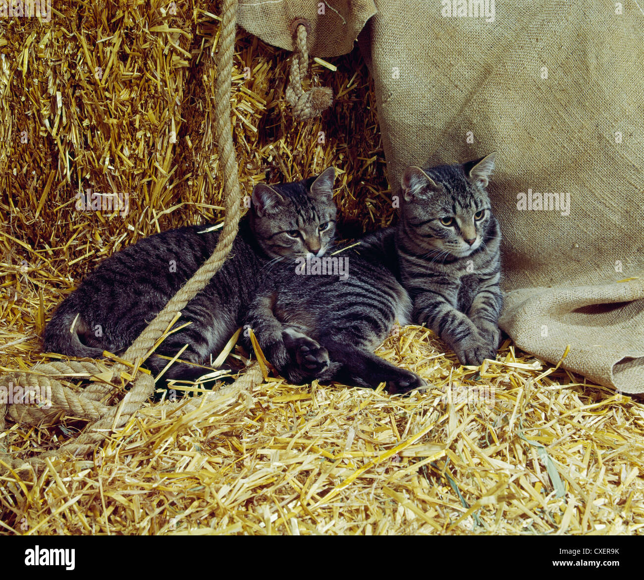 Tabby hay hi-res stock photography and images - Alamy