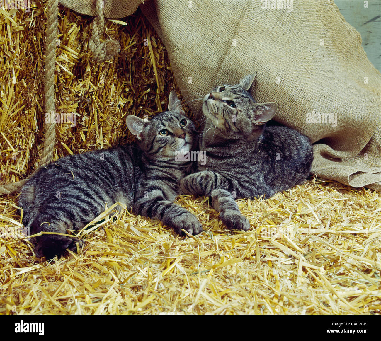 Tabby hay hi-res stock photography and images - Alamy