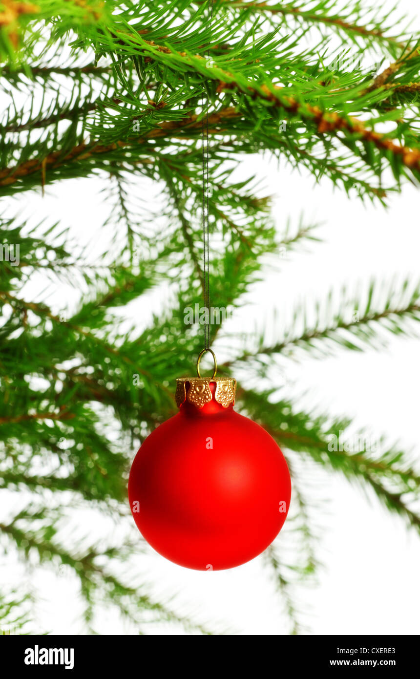 Red spruce trees hi-res stock photography and images - Alamy