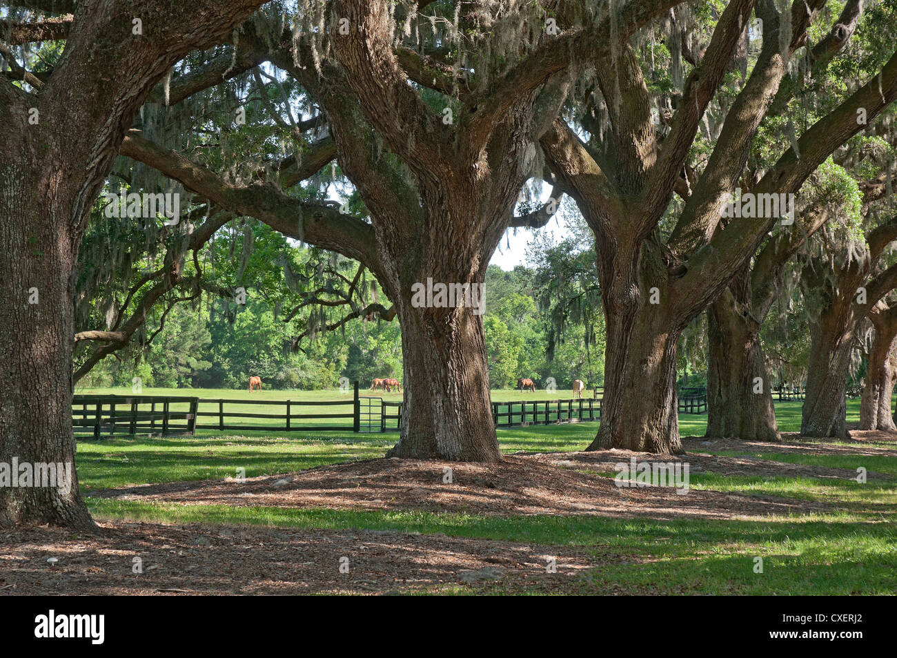 Live oaks south carolina usa hi-res stock photography and images - Alamy