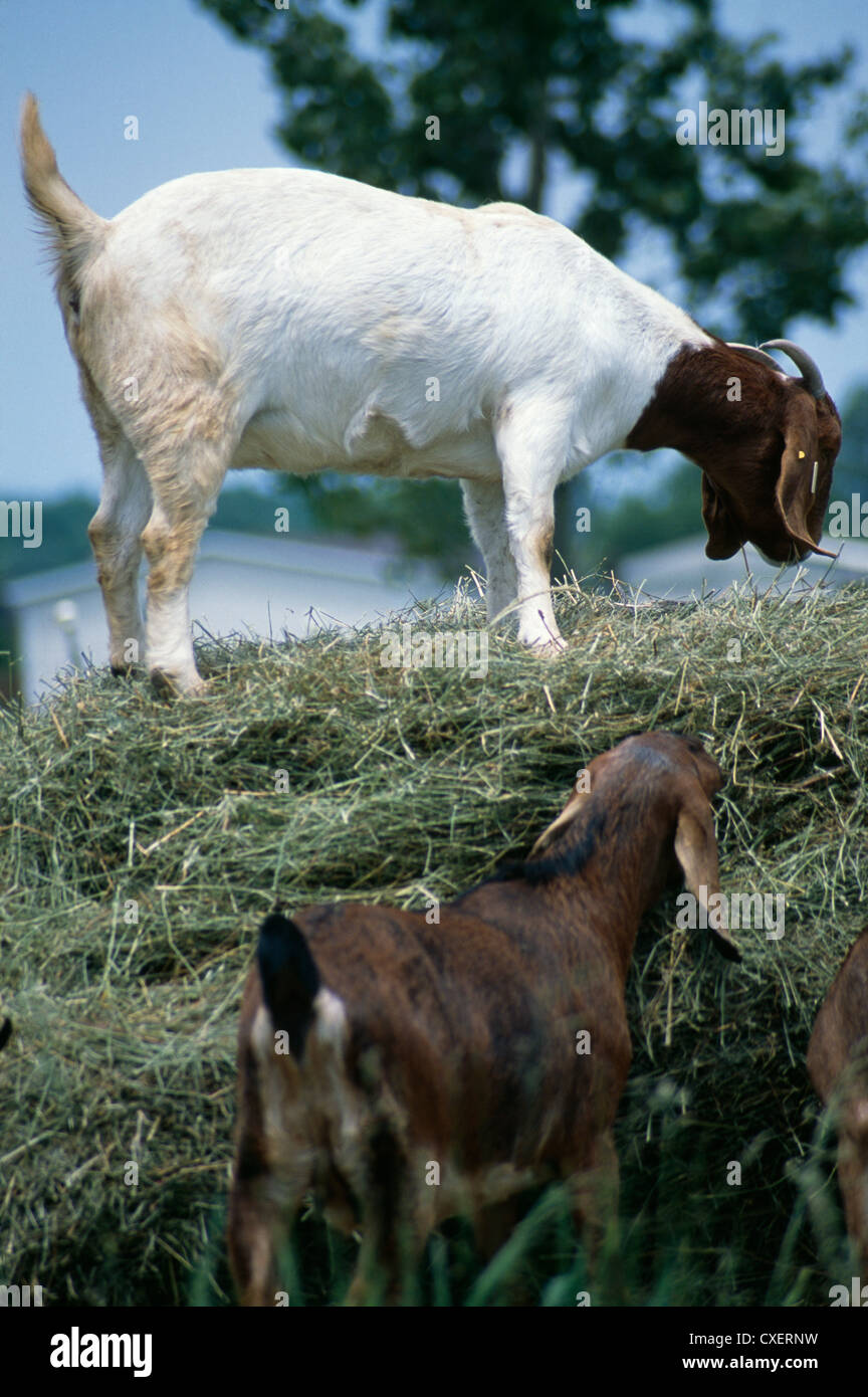 Female boer goats hi-res stock photography and images - Alamy