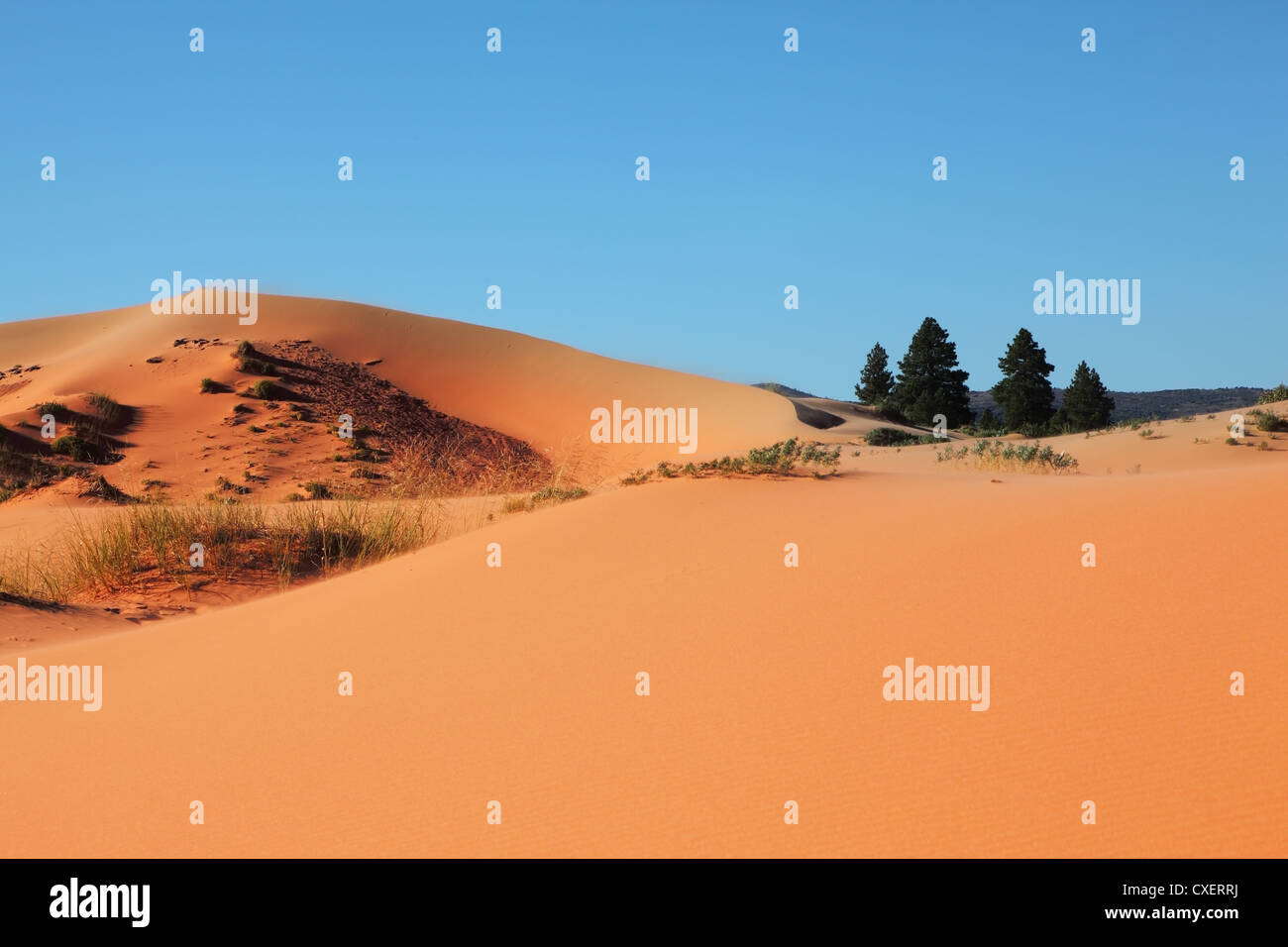 The four fur-trees Stock Photo - Alamy