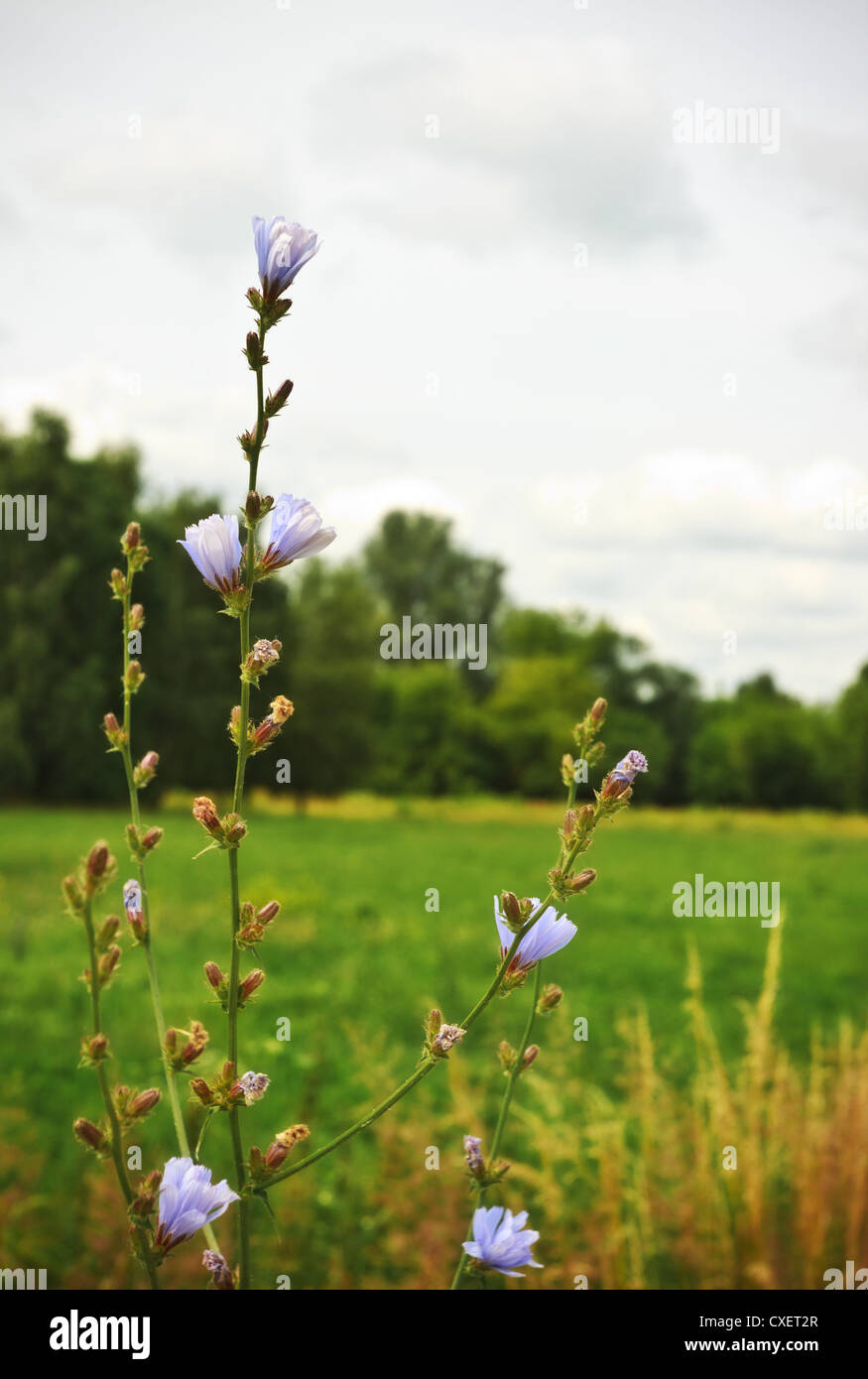 Cyan blue flowers hi-res stock photography and images - Alamy