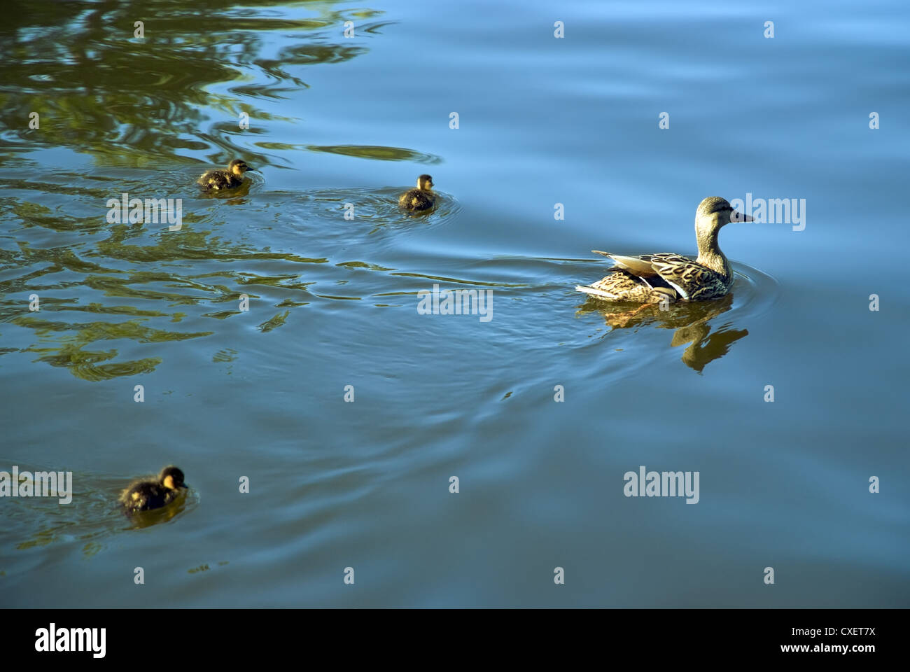 Fuzzy ducklings hi-res stock photography and images - Alamy