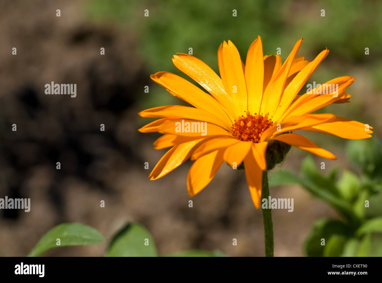 Calendula arvensis hi-res stock photography and images - Alamy